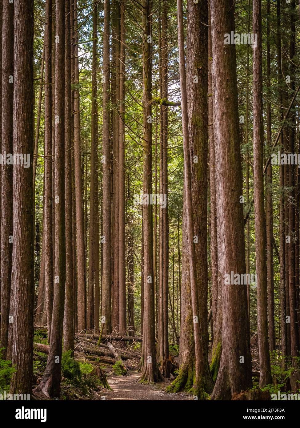 Hiking trail in fir forest. Forest trail scene. Woodland path, parallel ...