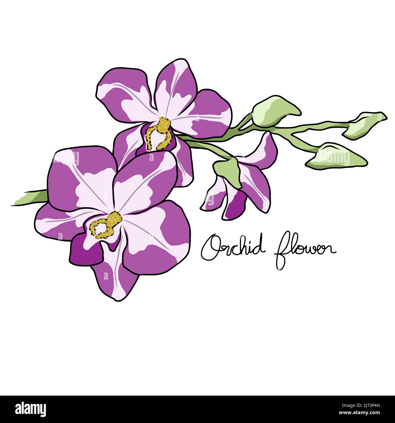 Orchid Flower Vector Illustration Stock Vector Image And Art Alamy