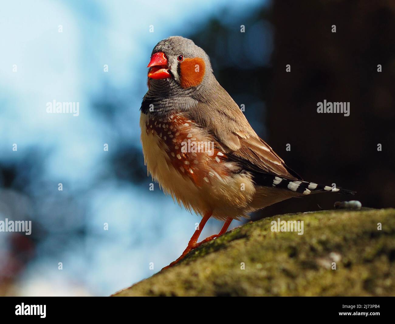 Chestnut cheek patches on male hi-res stock photography and images - Alamy