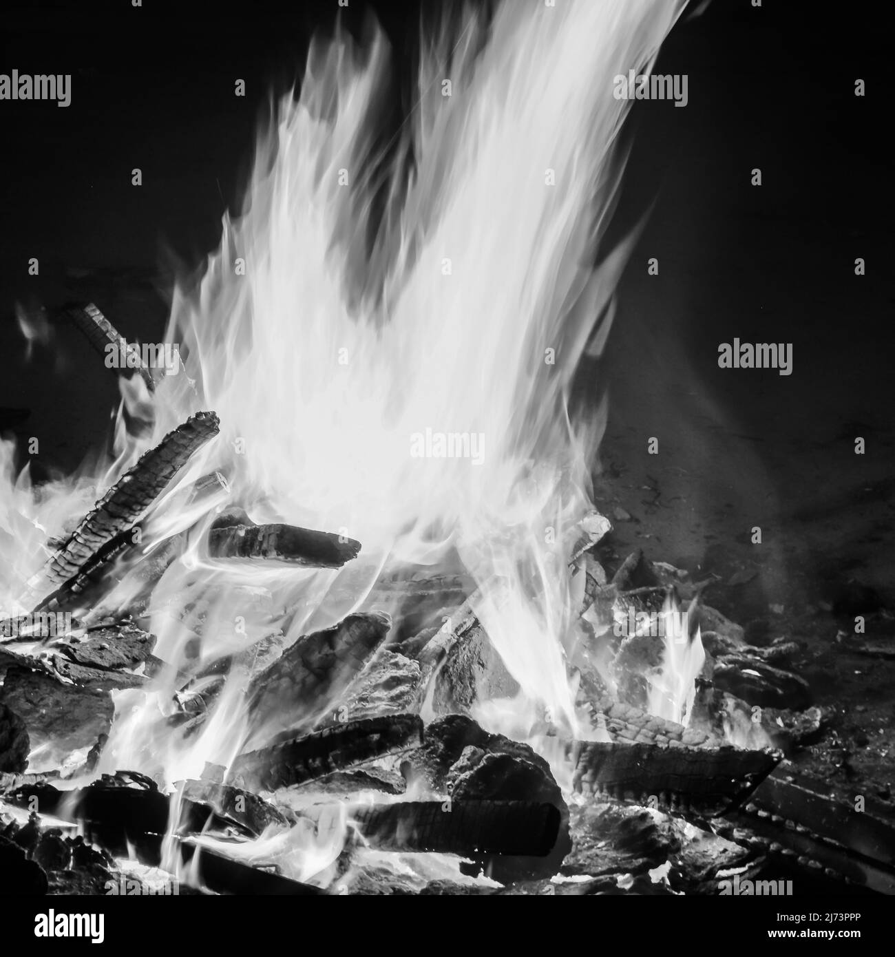 The flaming cow Black and White Stock Photos & Images - Alamy