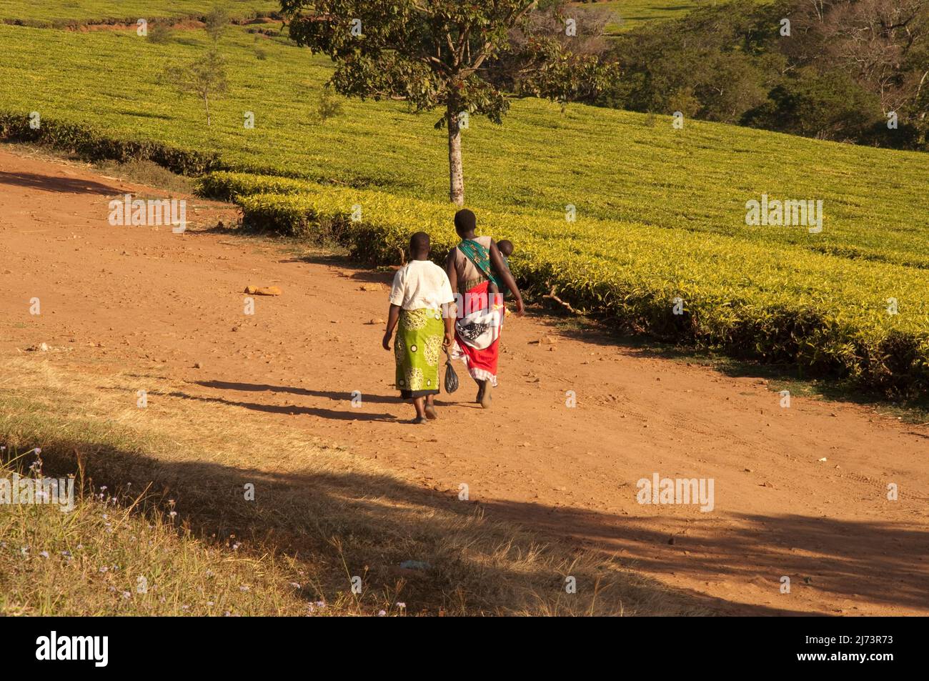 Colourful African ladies walking in Tea Plantations, Thyolo District ...