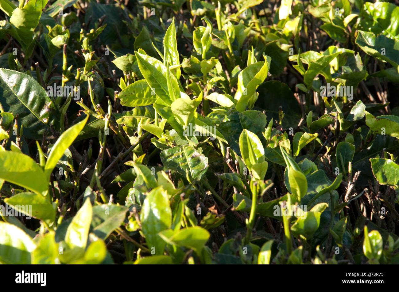 Tea plants, Thyolo District, Malawi, Africa Stock Photo - Alamy