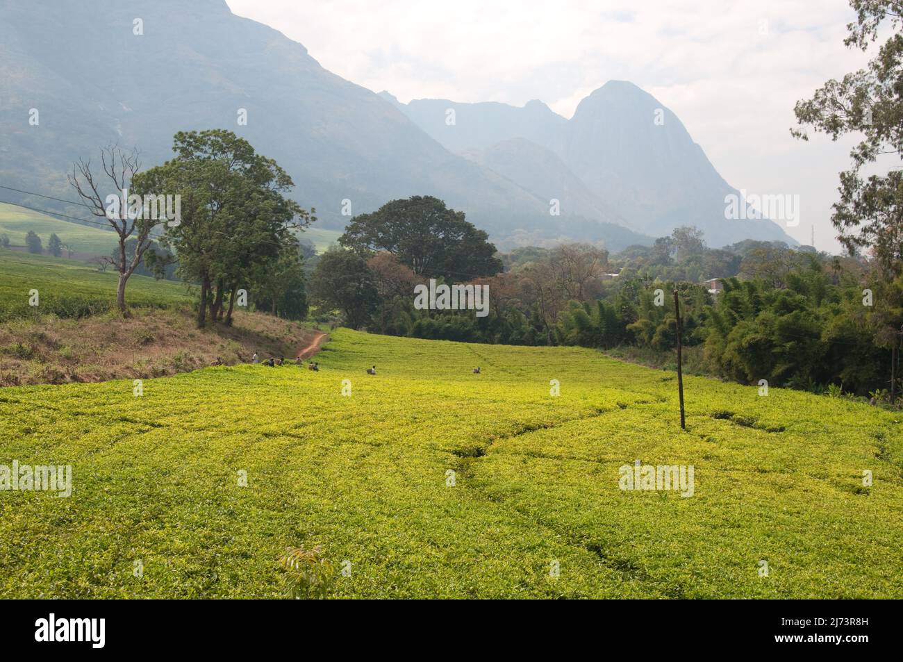 Tea plantations overlooked by Mt Mulanje, Mulanje District, Malawi ...