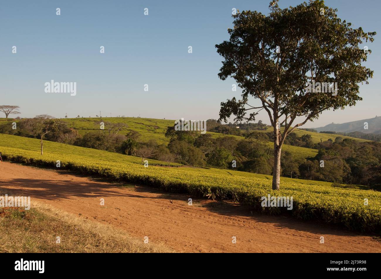 Tea plantations, Thyolo District, Malawi, Africa Stock Photo - Alamy
