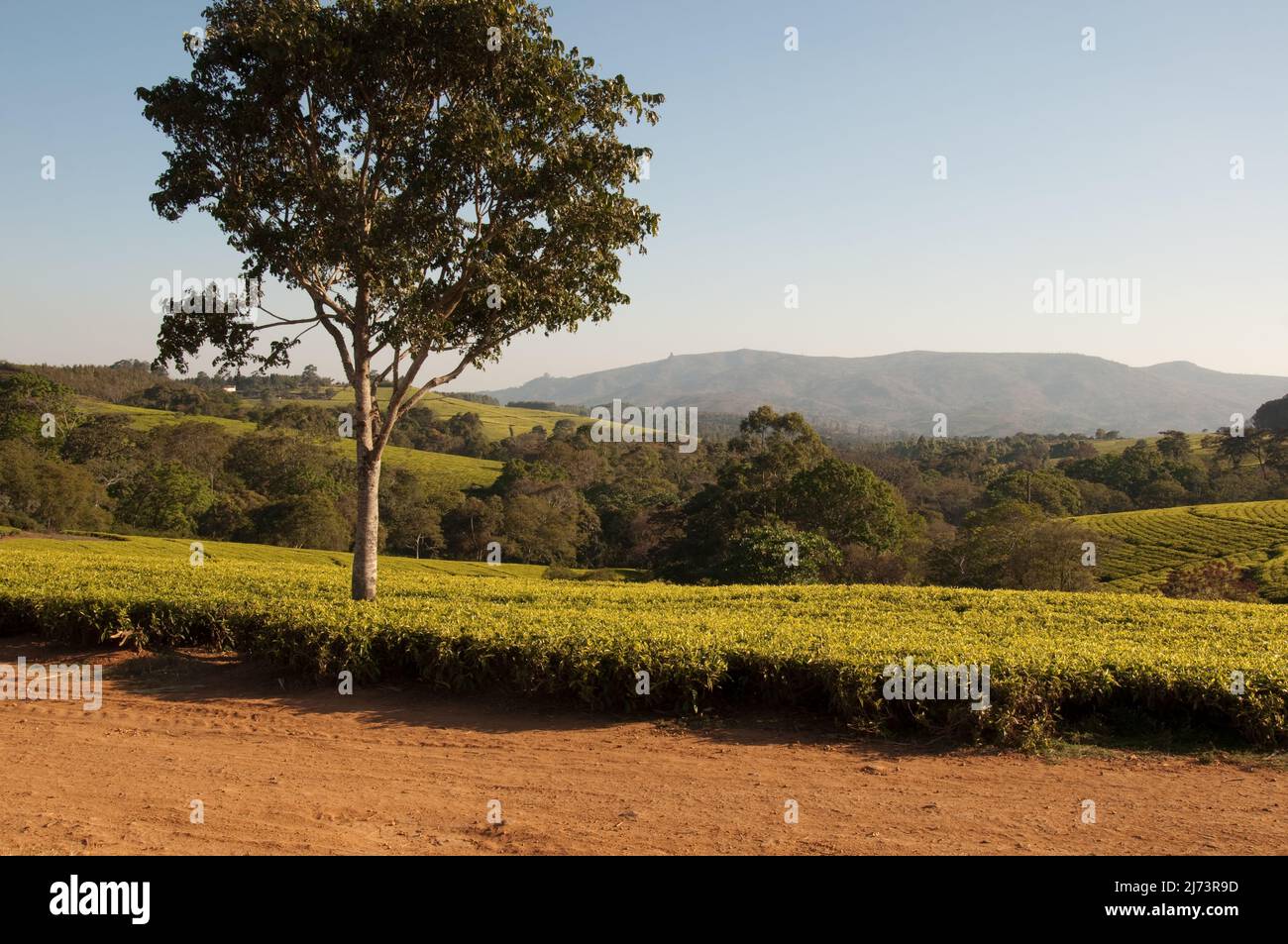 Tea plantations, Thyolo District, Malawi, Africa Stock Photo - Alamy