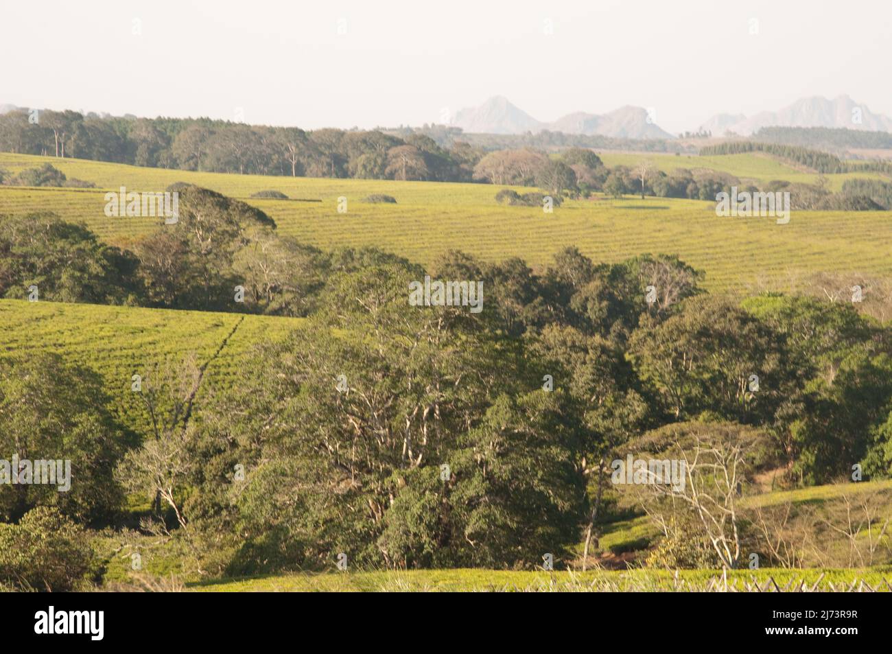 Tea plantations overlooked by Mt Mulanje, Thyolo District, Malawi ...