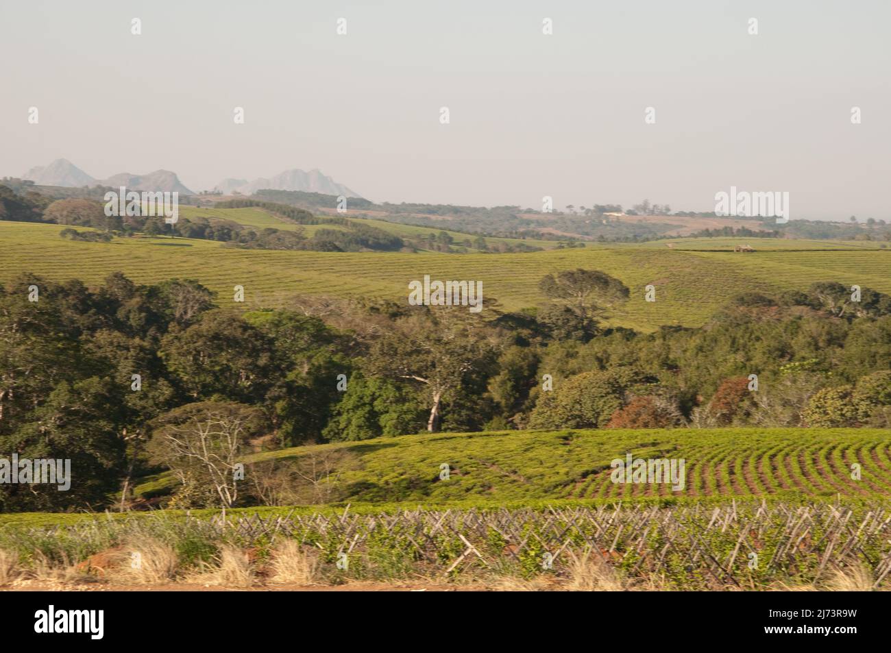 Tea plantations overlooked by Mt Mulanje, Thyolo District, Malawi ...