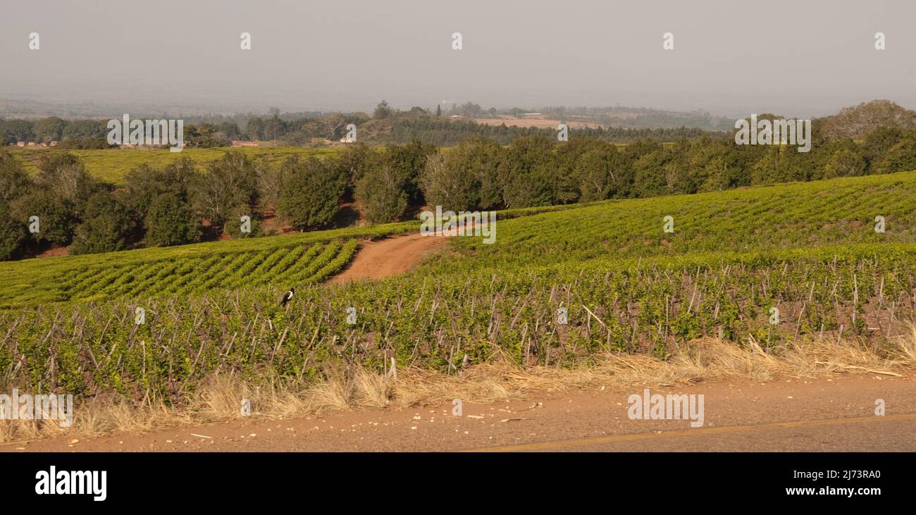 Tea plantations, Thyolo District, Malawi, Africa - beautiful undulating ...