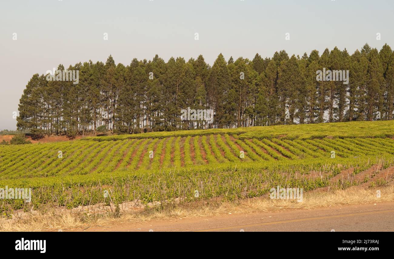 Tea plantations, Thyolo District, Malawi, Africa - beautiful undulating ...