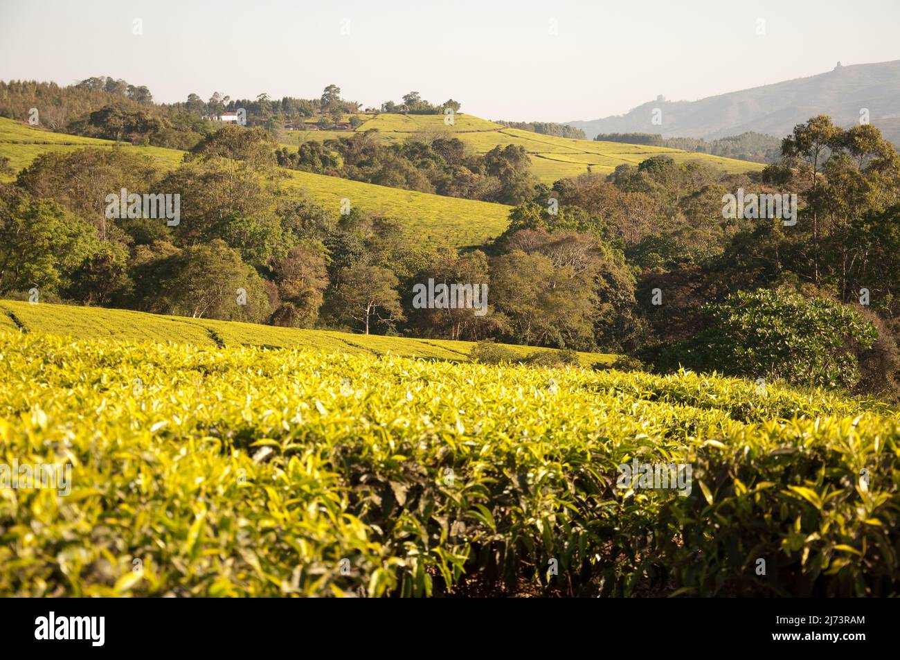 Tea plantations overlooked by Mt Mulanje, Thyolo District, Malawi ...
