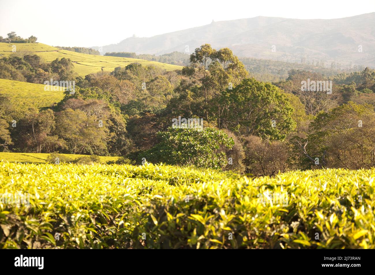 Tea plantations, Thyolo District, Malawi, Africa - beautiful undulating ...