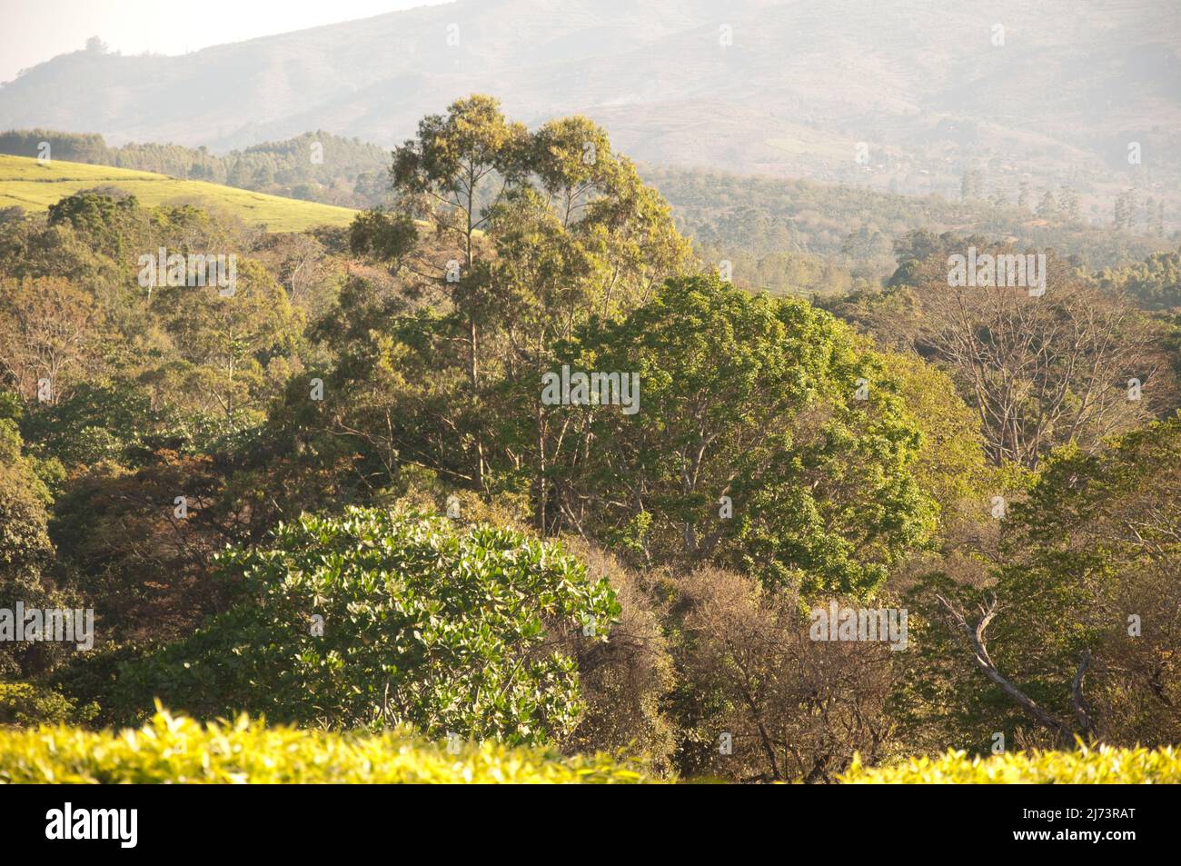 Tea plantations overlooked by Mt Mulanje, Thyolo District, Malawi ...