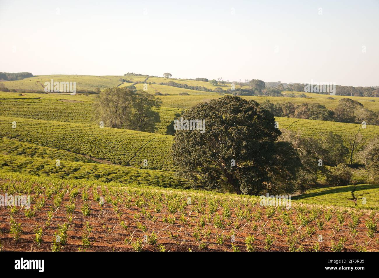 Tea plantations, Thyolo District, Malawi, Africa - beautiful undulating ...