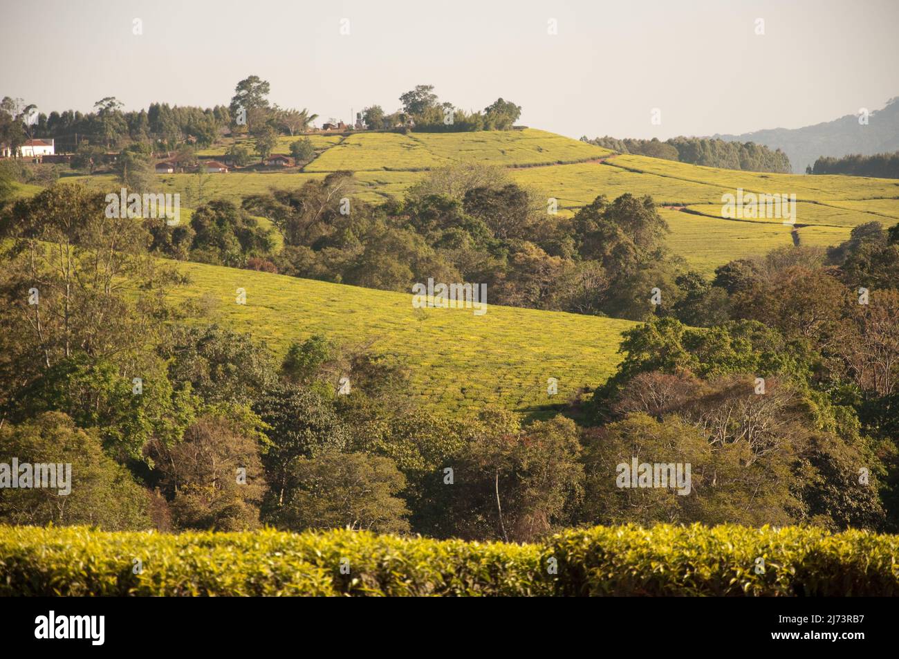 Tea plantations, Thyolo District, Malawi, Africa - beautiful undulating ...