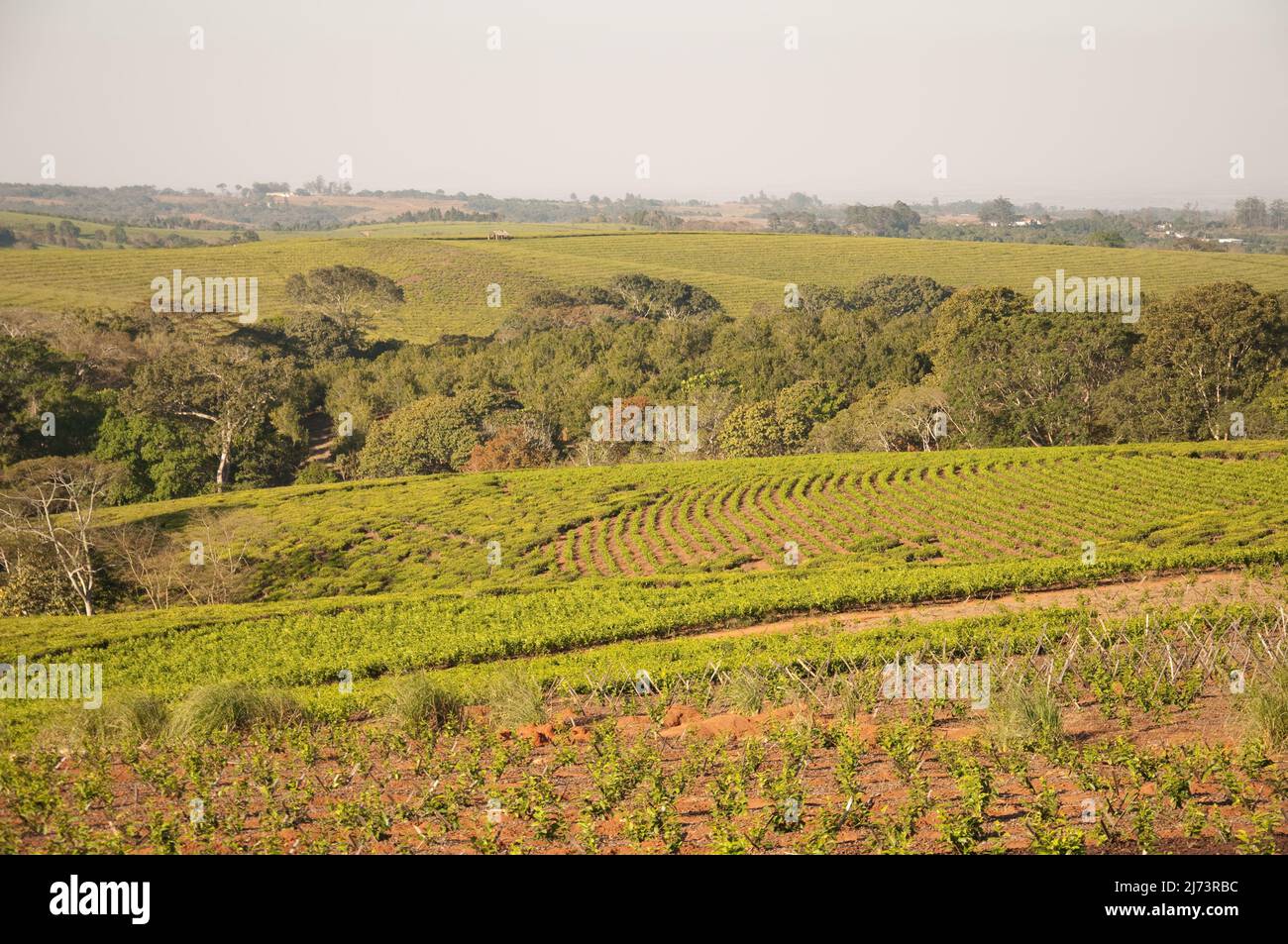Tea plantations, Thyolo District, Malawi, Africa - beautiful undulating ...