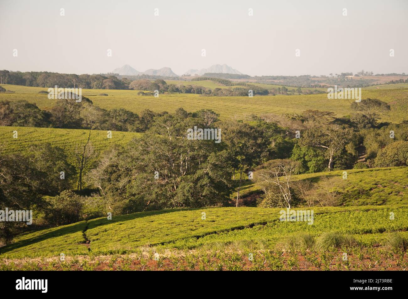 Tea plantations overlooked by Mt Mulanje, Thyolo District, Malawi ...