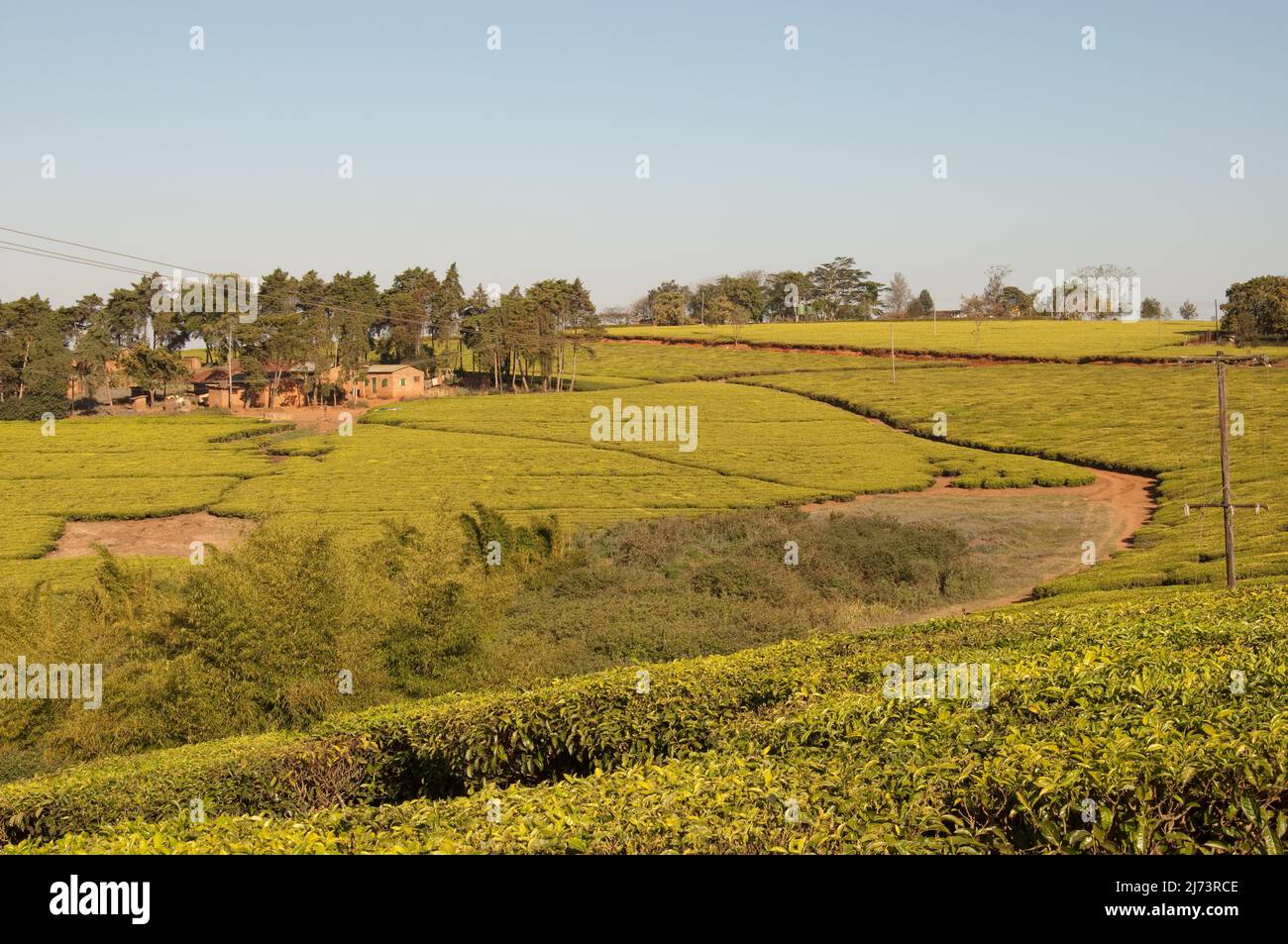 Tea plantations, Thyolo District, Malawi, Africa - beautiful undulating ...