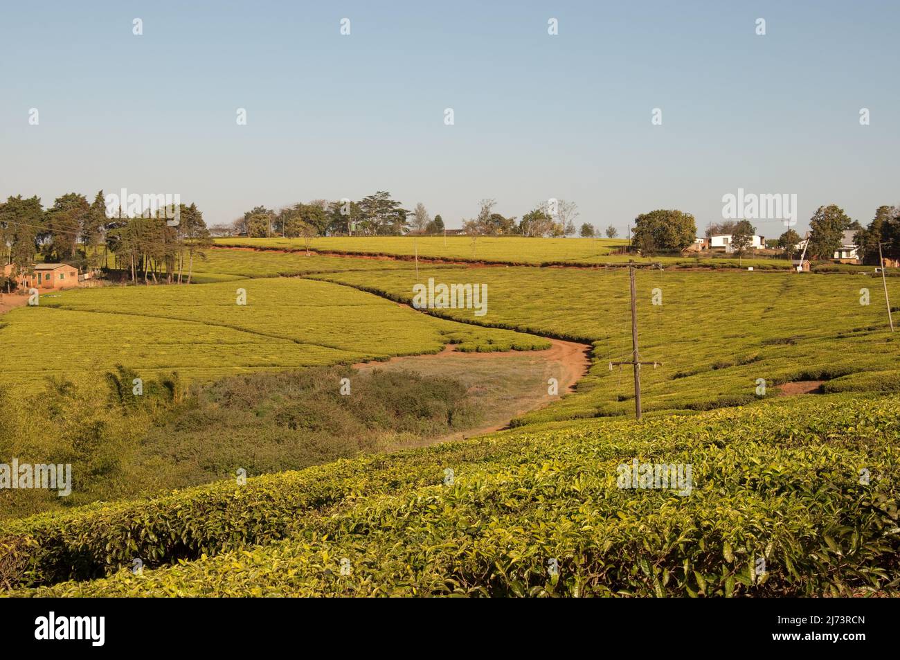 Tea plantations, Thyolo District, Malawi, Africa - beautiful undulating ...
