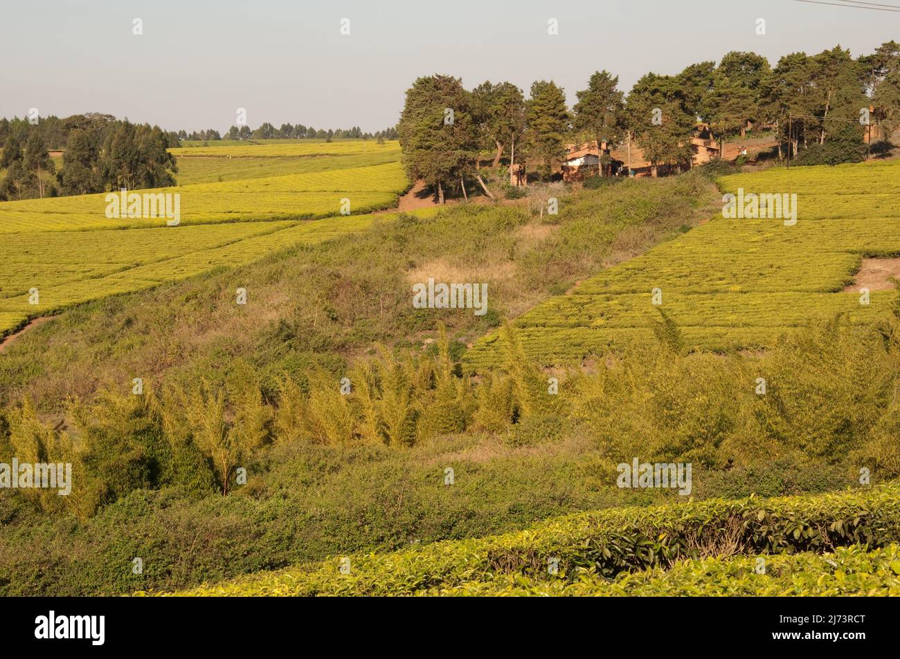 Tea plantations, Thyolo District, Malawi, Africa - beautiful undulating ...