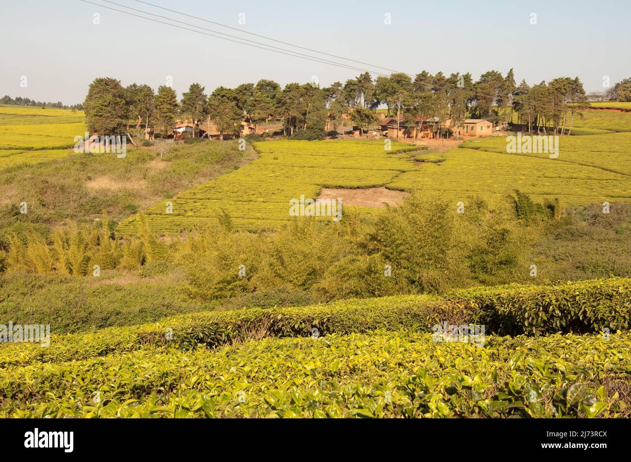 Tea plantations, Thyolo District, Malawi, Africa - beautiful undulating ...