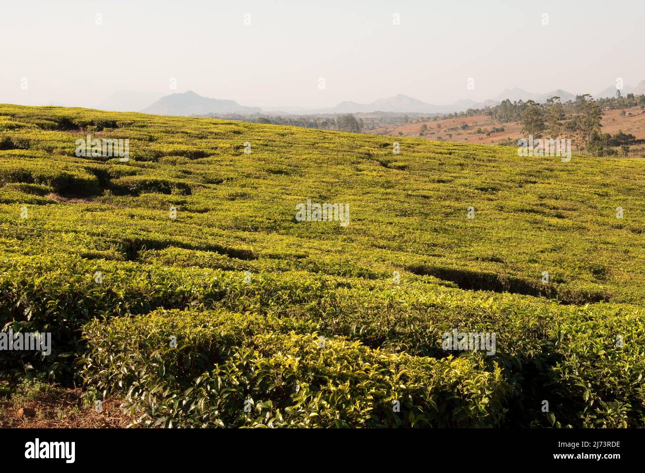 Tea plantations overlooked by Mt Mulanje, Thyolo District, Malawi ...