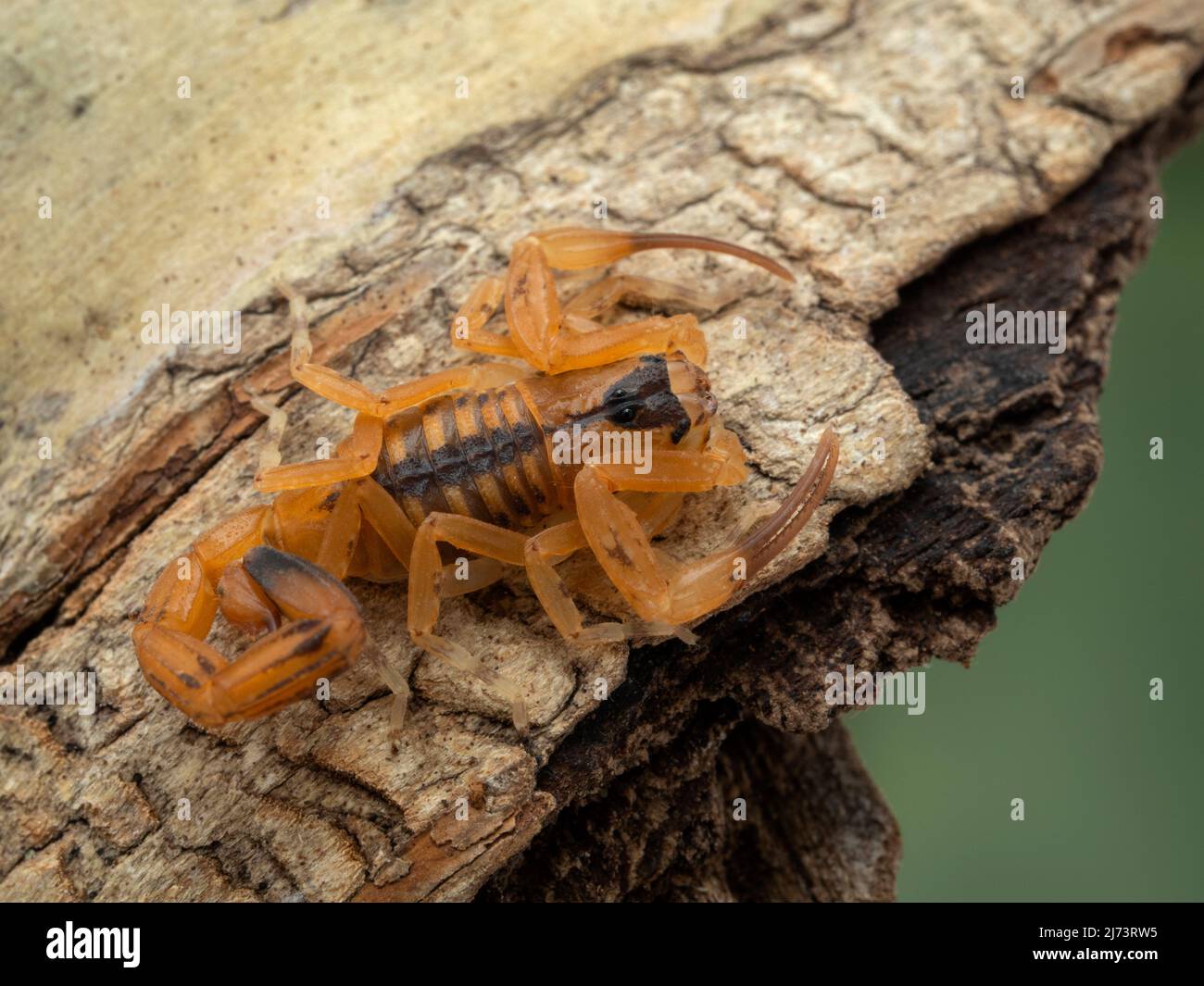 Scary dangerous brazil hi-res stock photography and images - Alamy