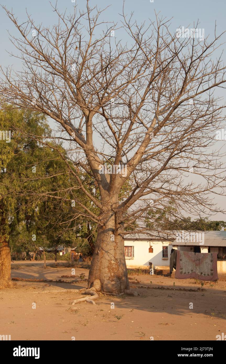 Baobab Tree (Adonsonia), Small African Village, Chikwawa District ...
