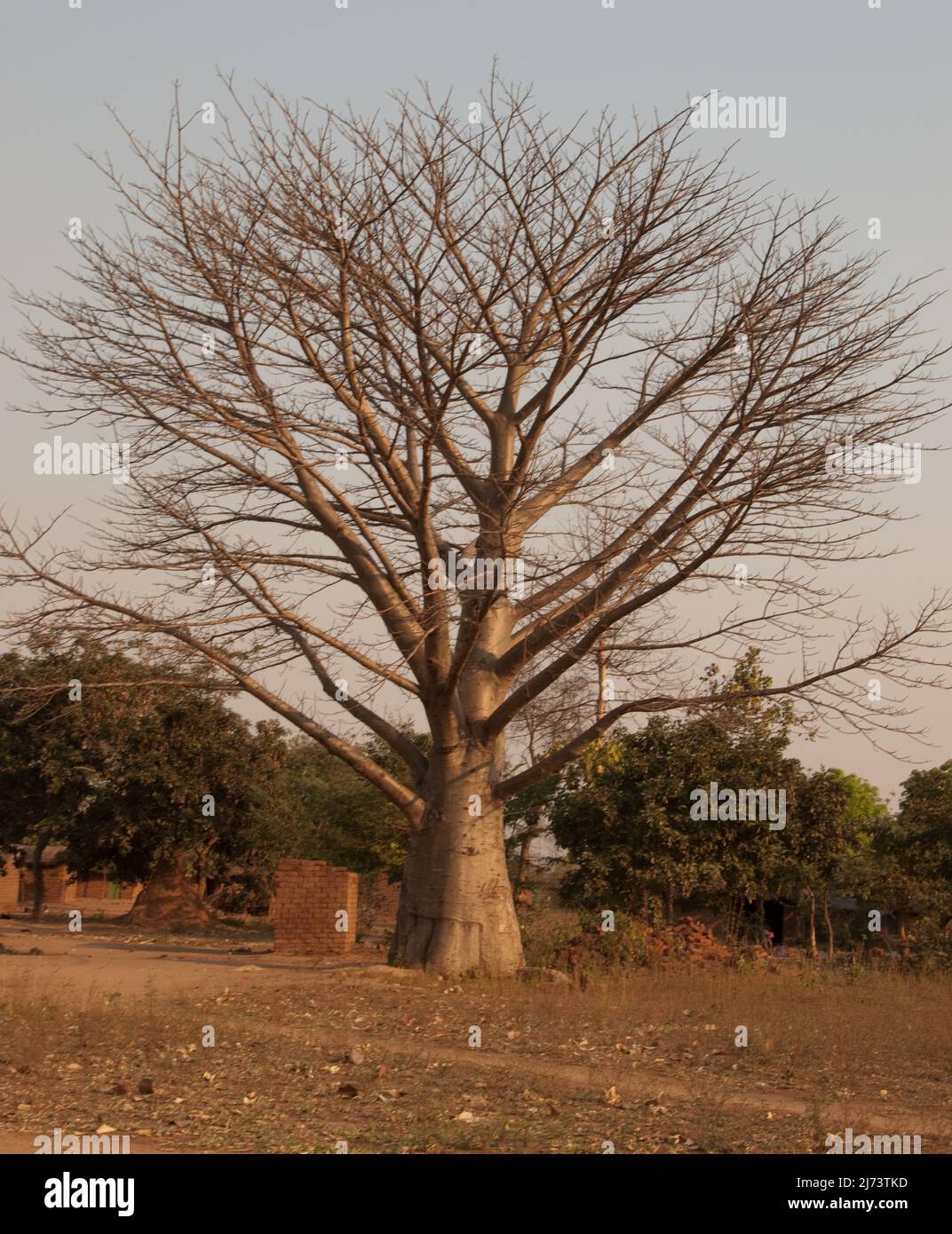 Baobab Tree (Adonsonia), Small African Village, Chikwawa District ...