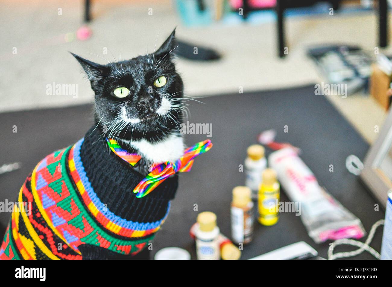 Real Cats In Clothes