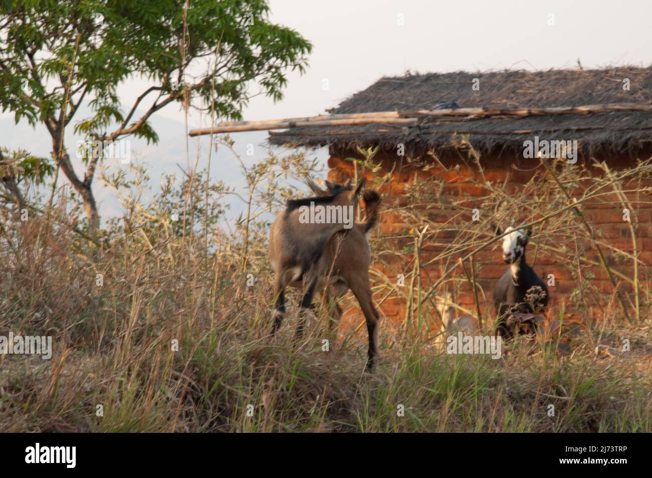 Goats, Thyolo Escarpment, Chikwawa District, Malawi, Africa Stock Photo ...