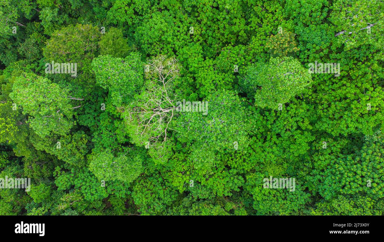 Tropical rainforest, top view hi-res stock photography and images - Alamy