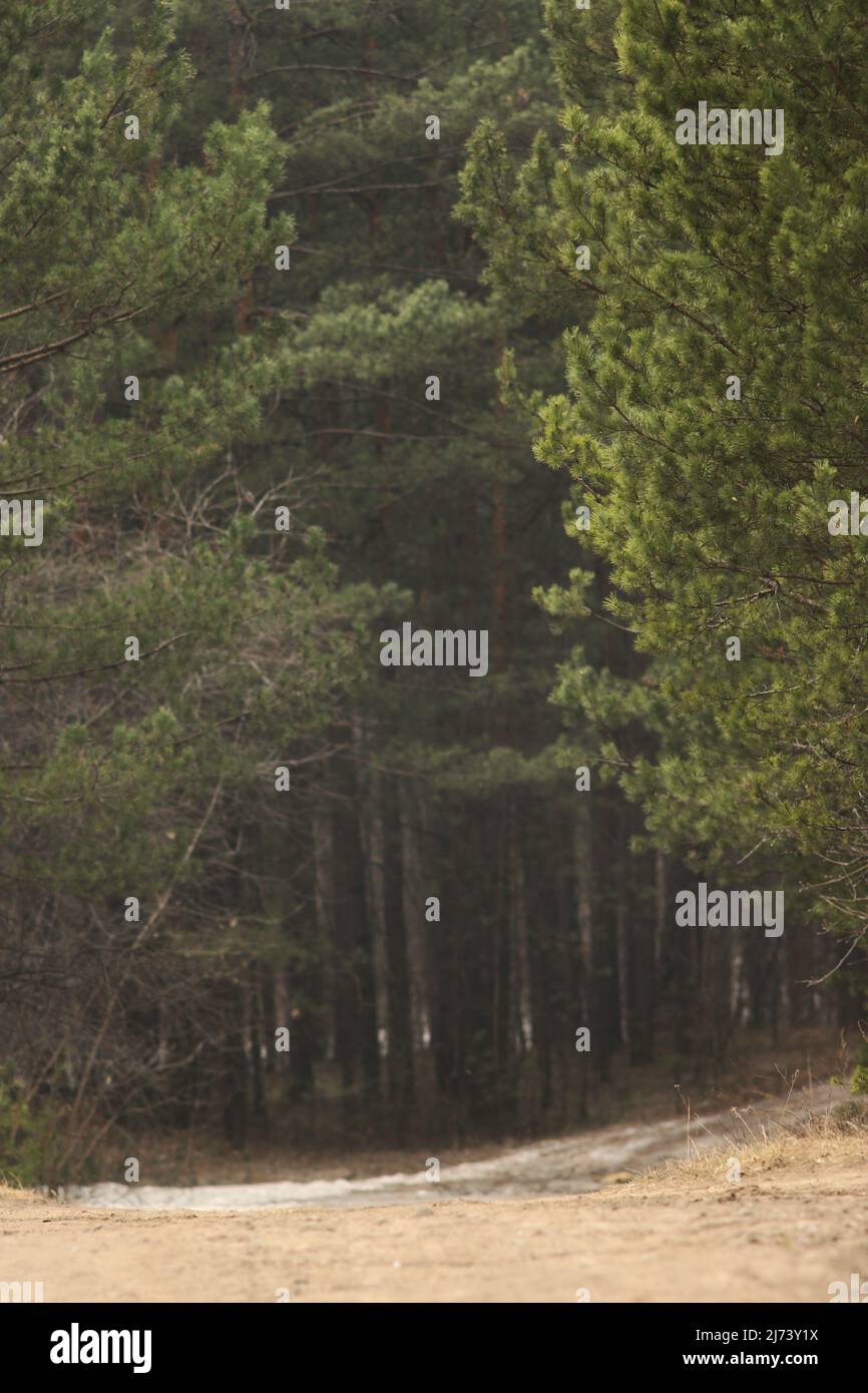 Environment concept - spring forest landscape vertical image Stock ...