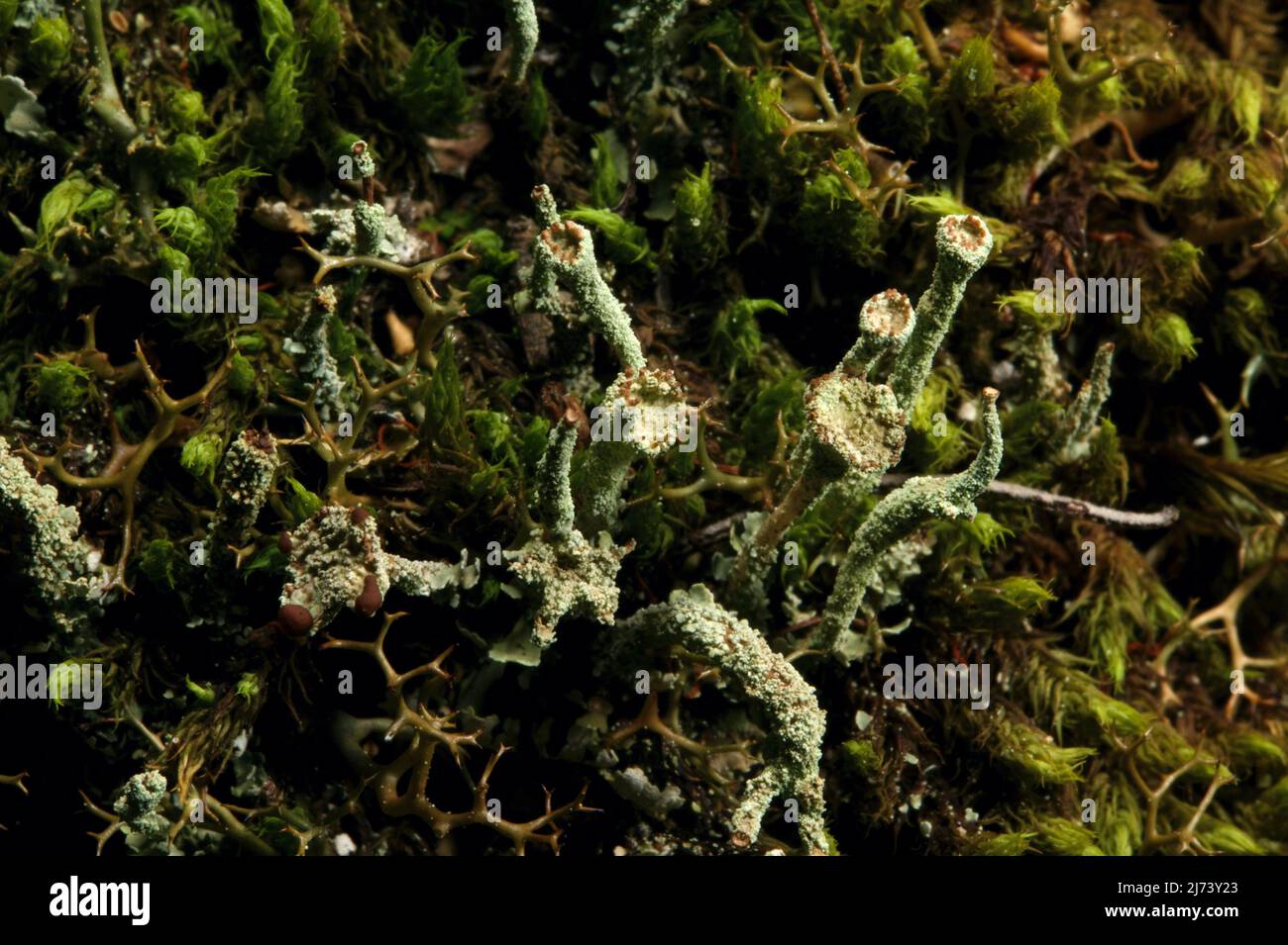 Lichen super close up hi-res stock photography and images - Alamy