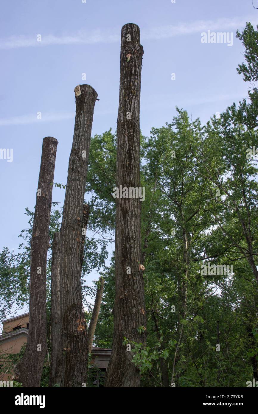 pruning trees. Slaughter of a poplar. Seasonal pruning of trees in the ...