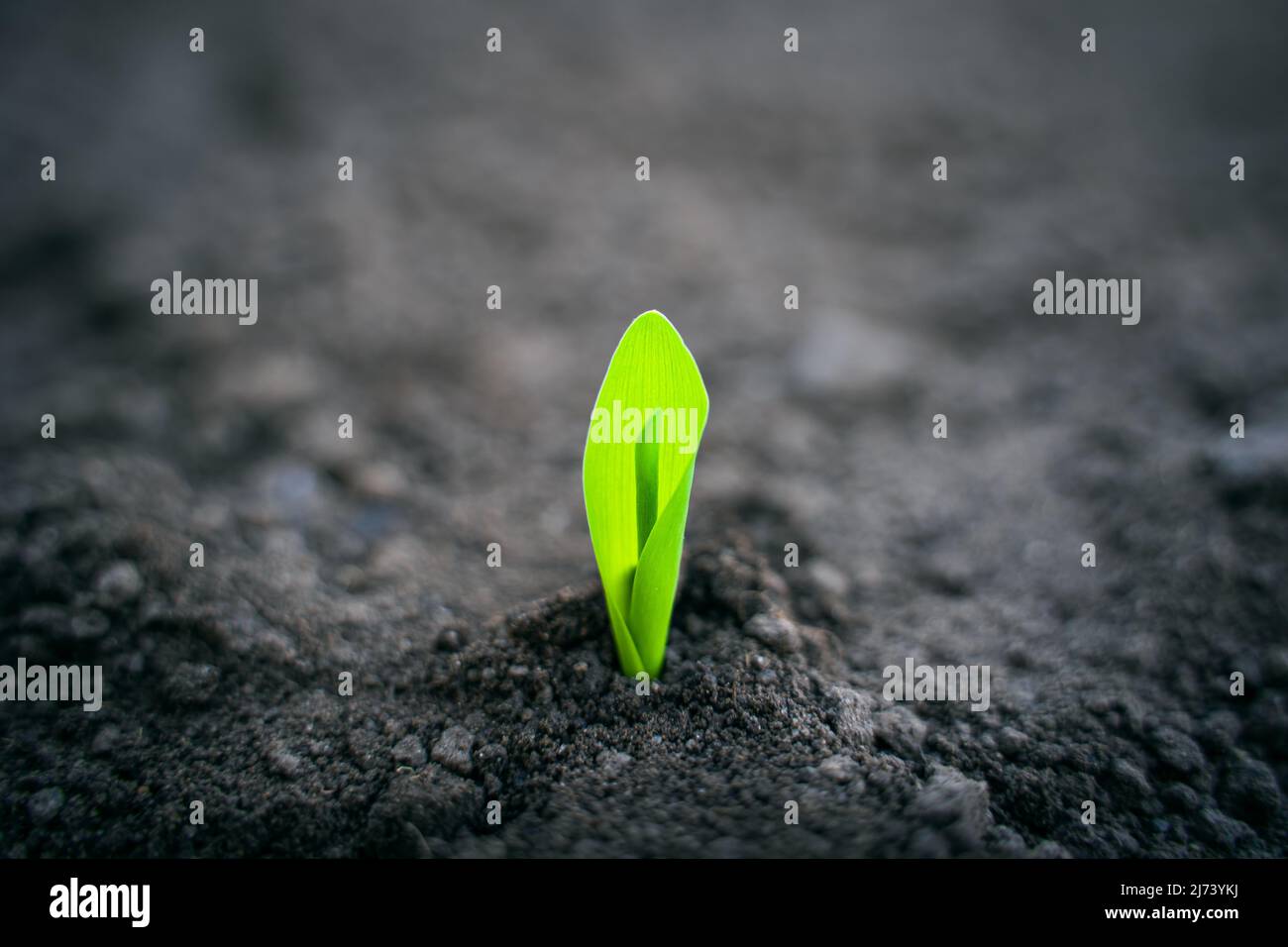 The first green leaves of young sprouted corn in the vegetable garden ...
