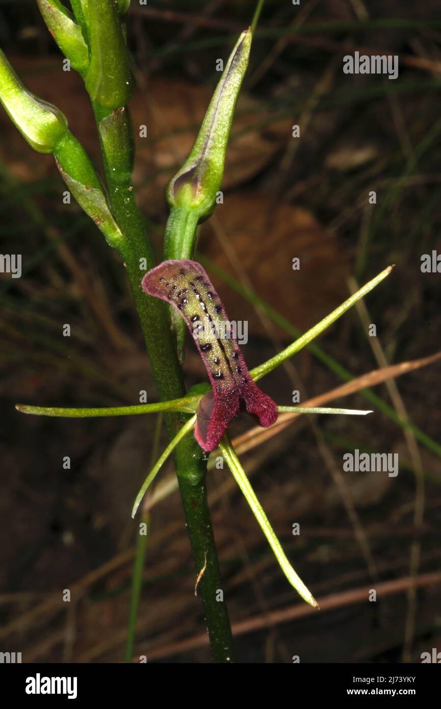 Tongue Orchids (Cryptostylis Subulata) look like their name suggests ...