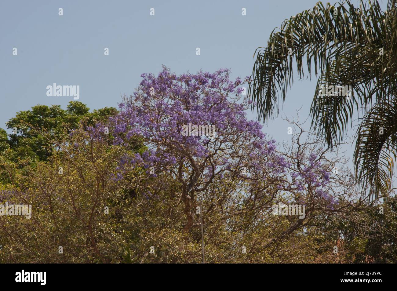 Jacaranda Tree, Luxury hotel, Blantyre, Malawi, Africa Stock Photo - Alamy