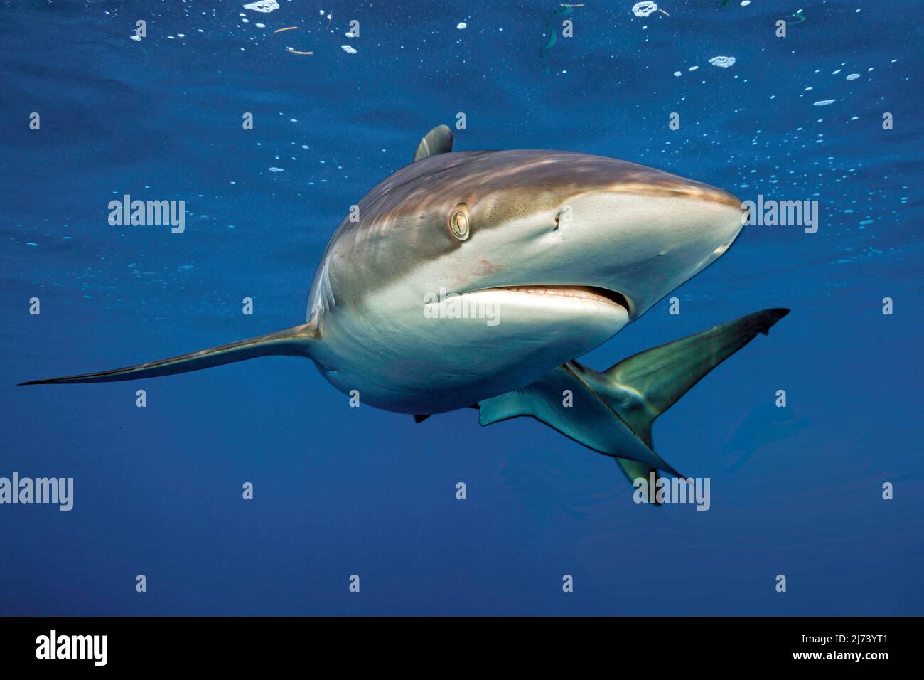 Silky shark (Carcharhinus falciformis), Jardines de la Reina, Cuba ...