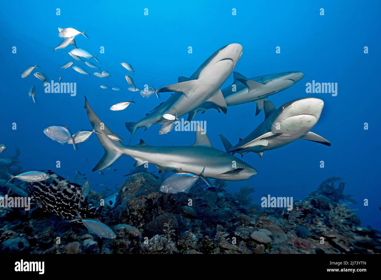 Requin sharks hi-res stock photography and images - Alamy