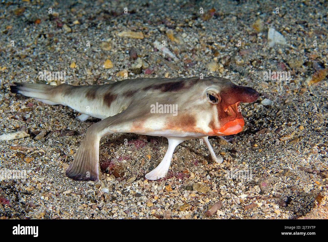 Red lipped batfishes hi-res stock photography and images - Alamy