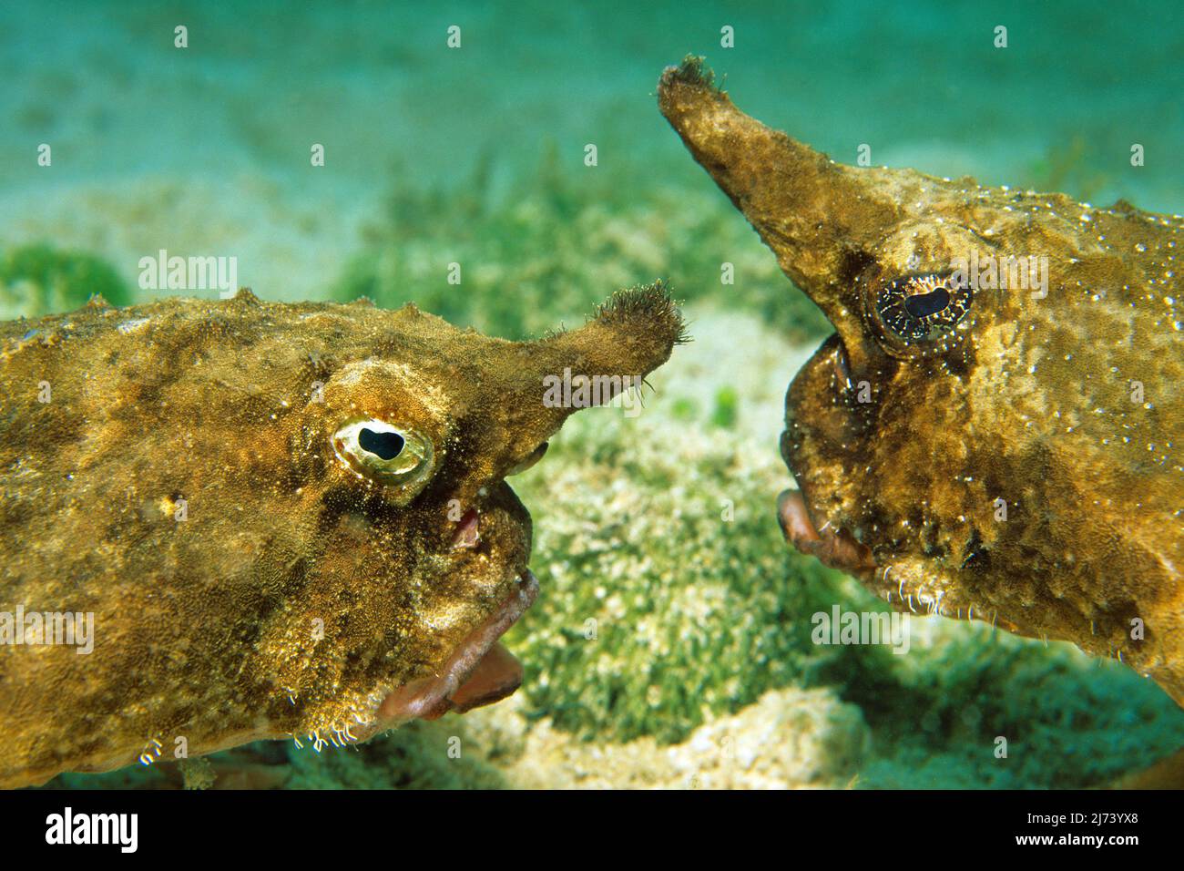Ogcocephalus parvus hi-res stock photography and images - Alamy