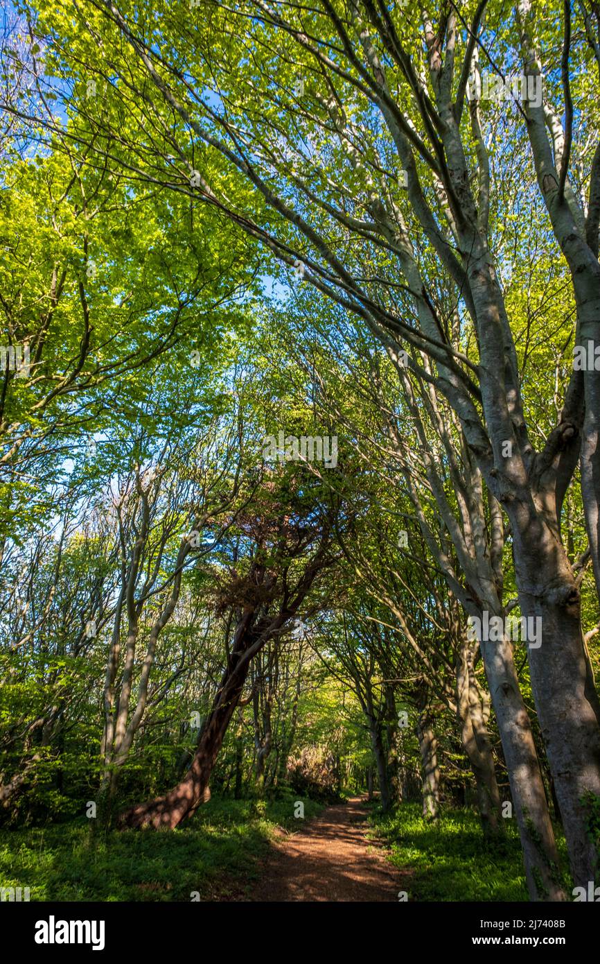 Trees arching over a path/track in spring sunshine Stock Photo - Alamy