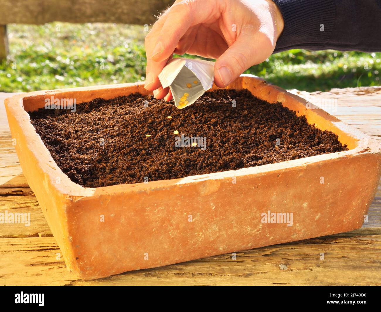 Old hand sowing hi-res stock photography and images - Alamy