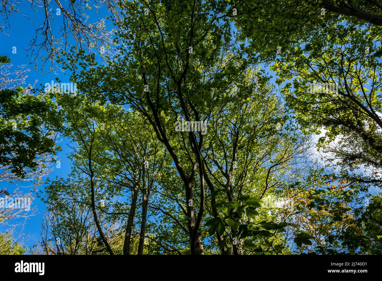 Canopy space hi-res stock photography and images - Alamy