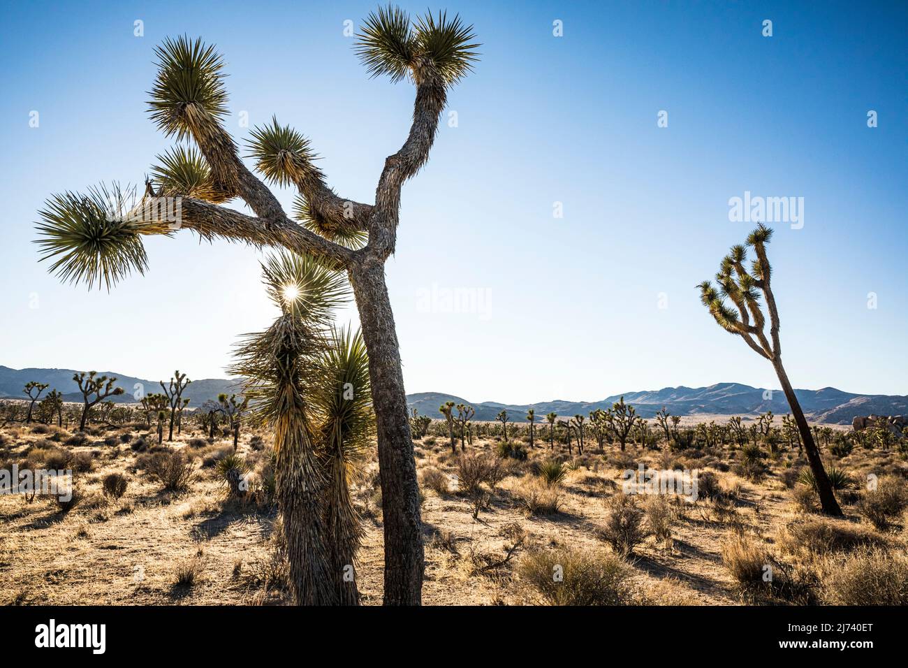 Joshua trees mountains in hi-res stock photography and images - Alamy