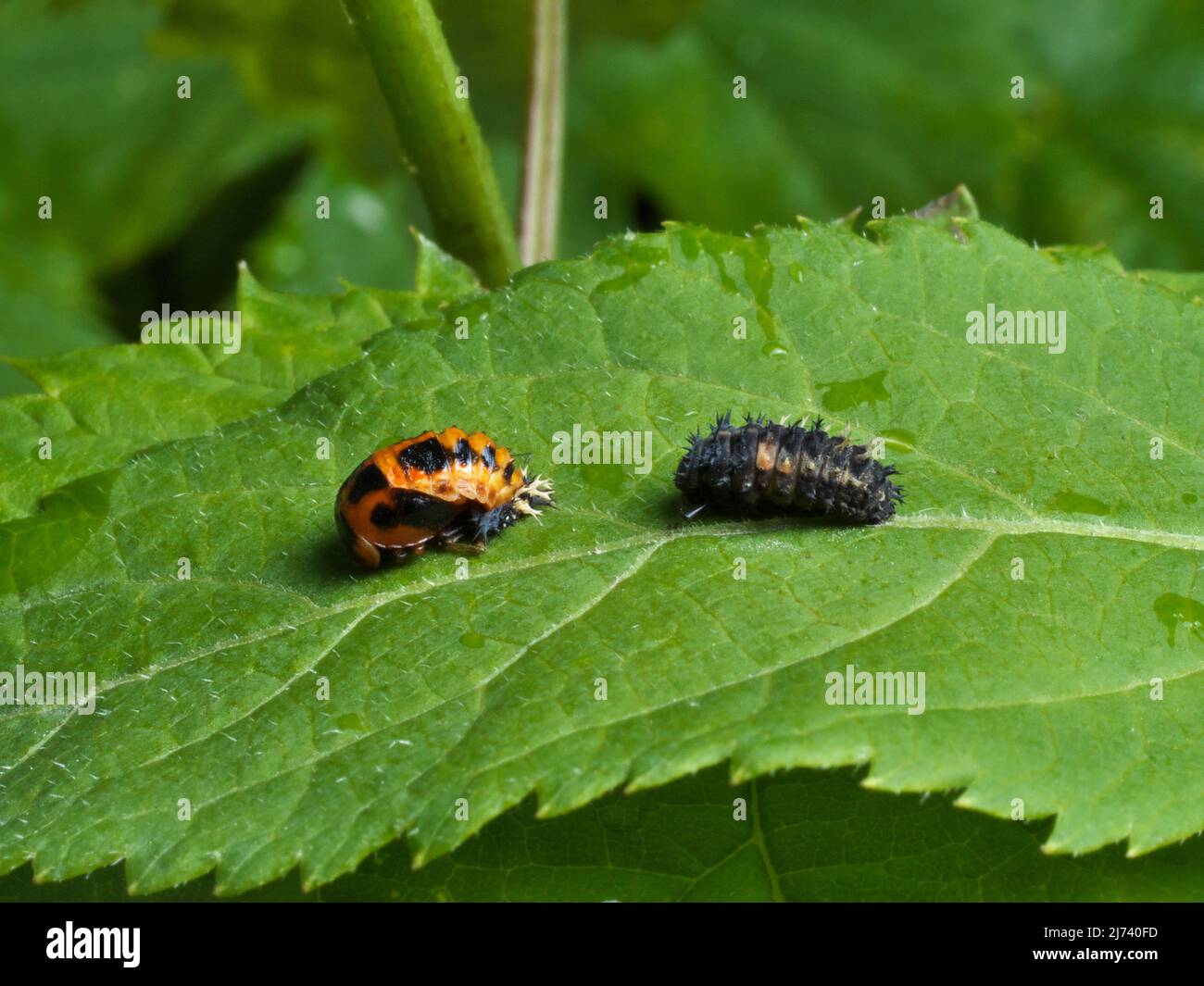 Different larval stages hi-res stock photography and images - Alamy