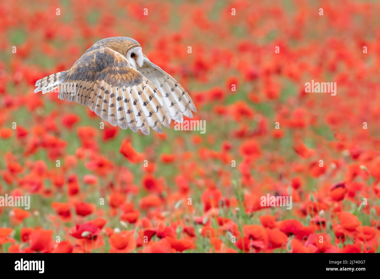Barn owl hunting over field hi-res stock photography and images - Alamy
