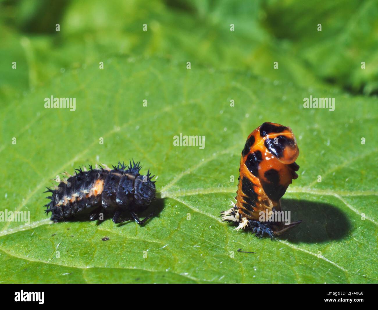 photo shows 2 stages of the life cicle of the ladybird - larvae and ...
