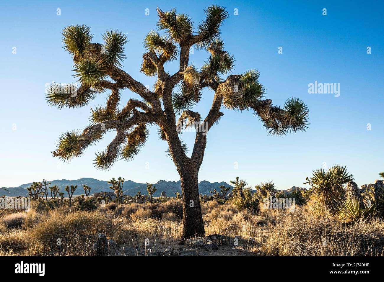 Trees of joshua tree hi-res stock photography and images - Alamy