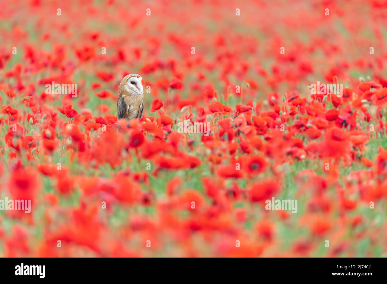 In the flowering meadow, Barn owl wrapped by poppy flowers (Tyto alba ...